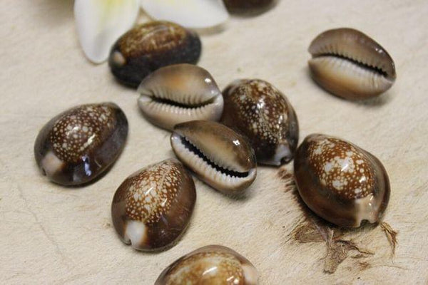 100 gm , 25-32mm Cowrie Shell Beads Brown Assorted Size Without Hole ...