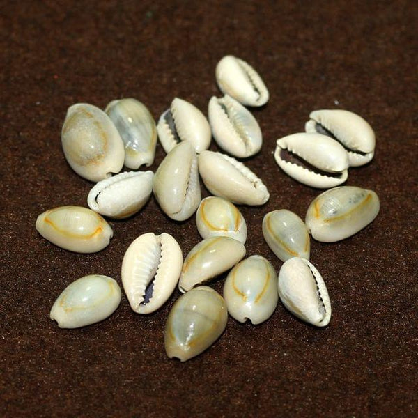 100 gm, 12-15mm Without Hole Sea Shell Cowrie Beads