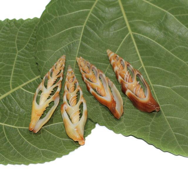 4 Pcs 2-3 Inches Sliced Seashells Cut Strombus Shells